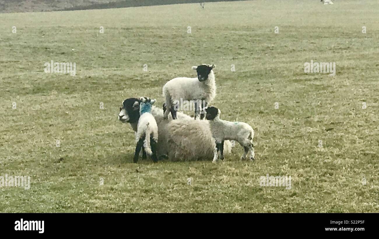 “There’s a much better view from up here!” Stock Photo - Alamy