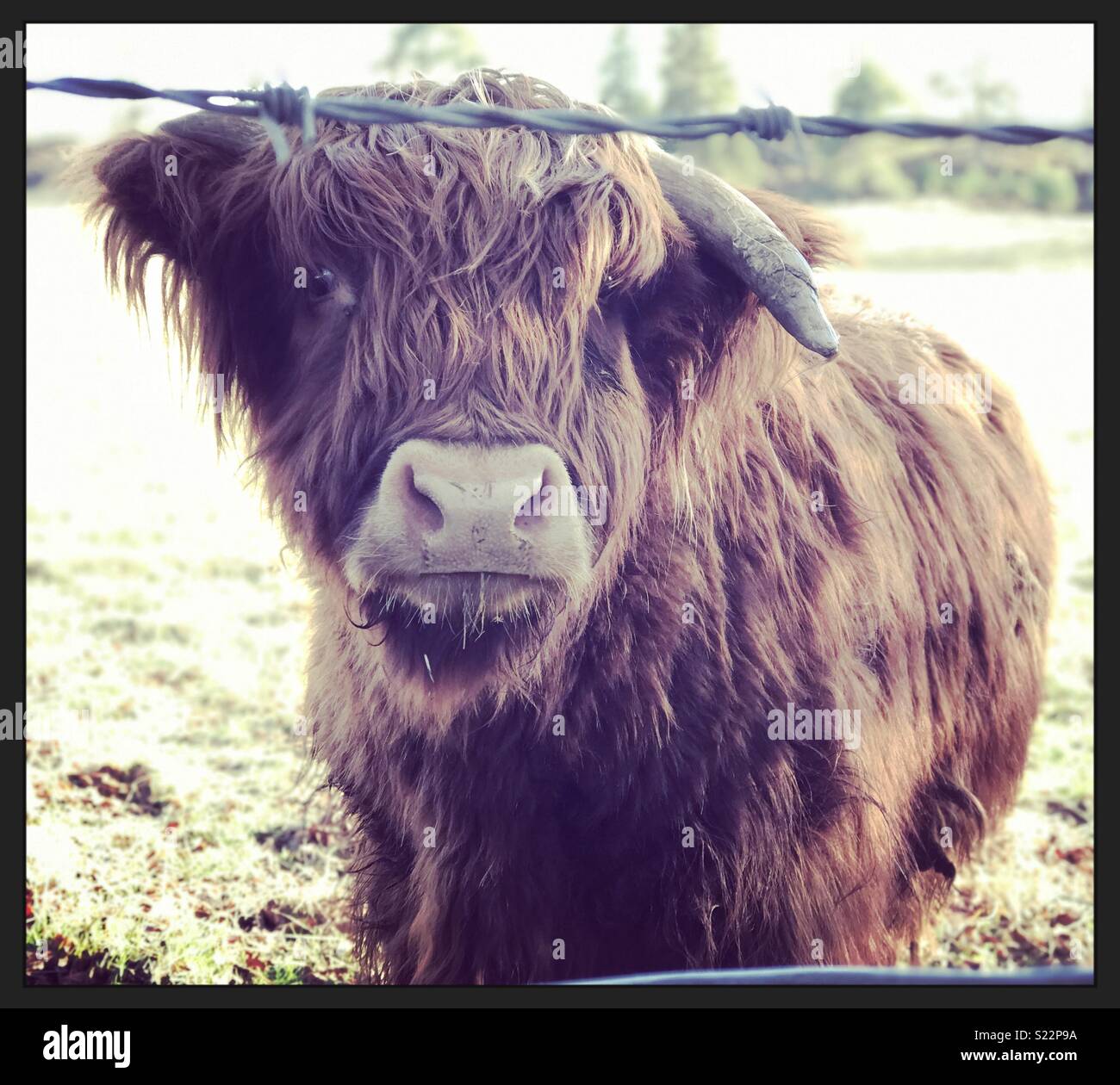 Heilan coo hi-res stock photography and images - Alamy