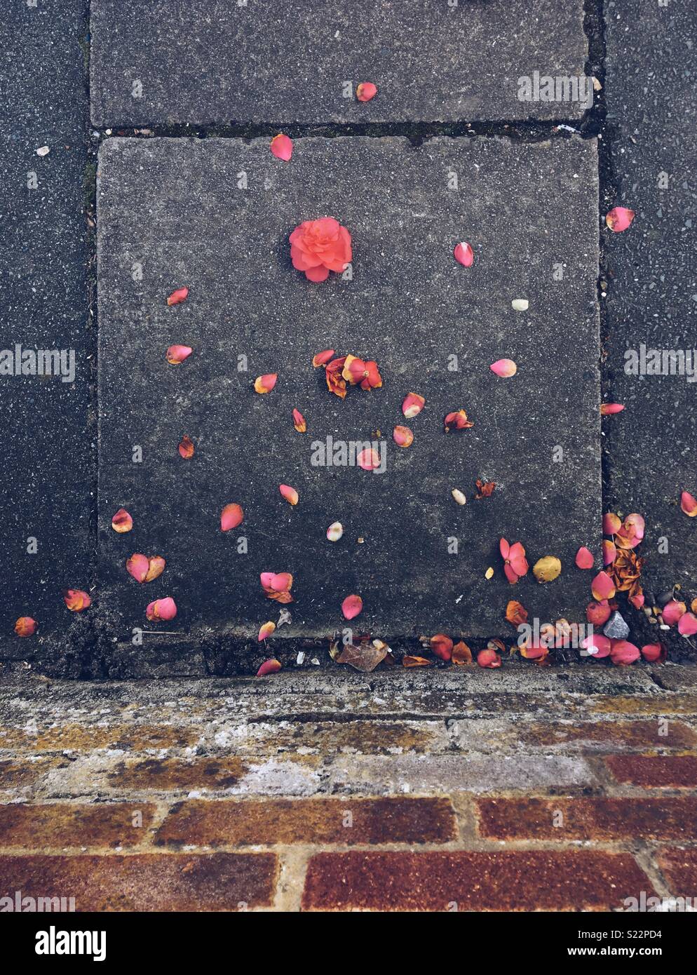 Fallen flower and petals on the pavement beneath a wall Stock Photo - Alamy