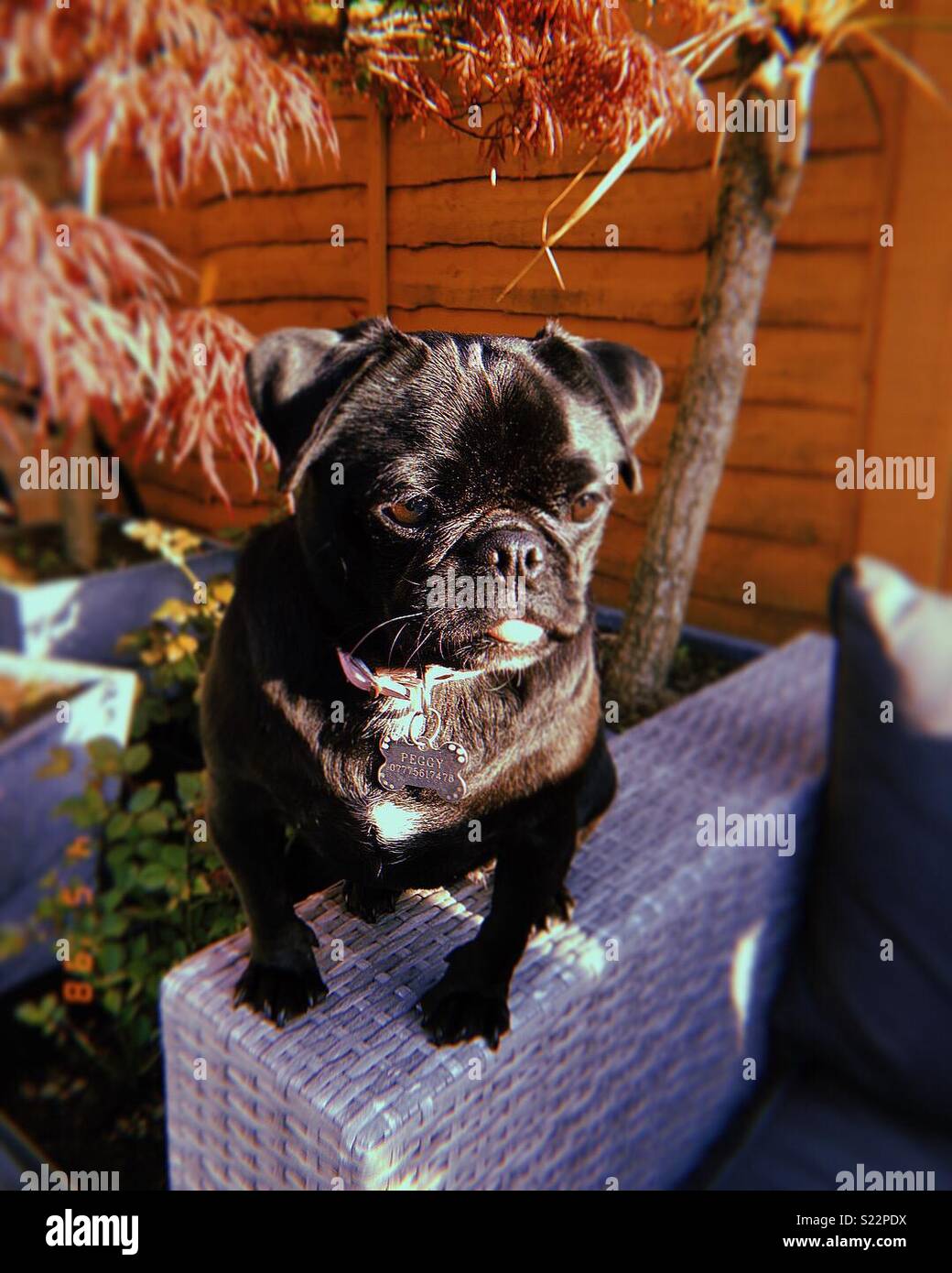 Puppy picture hi-res stock photography and images - Alamy