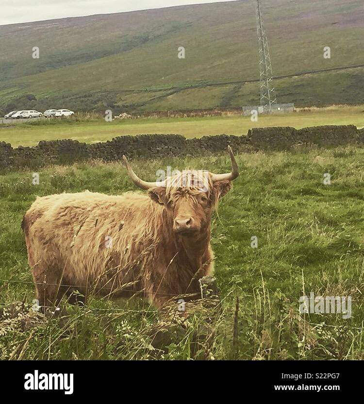 Long Haired Bull High Resolution Stock Photography and Images - Alamy