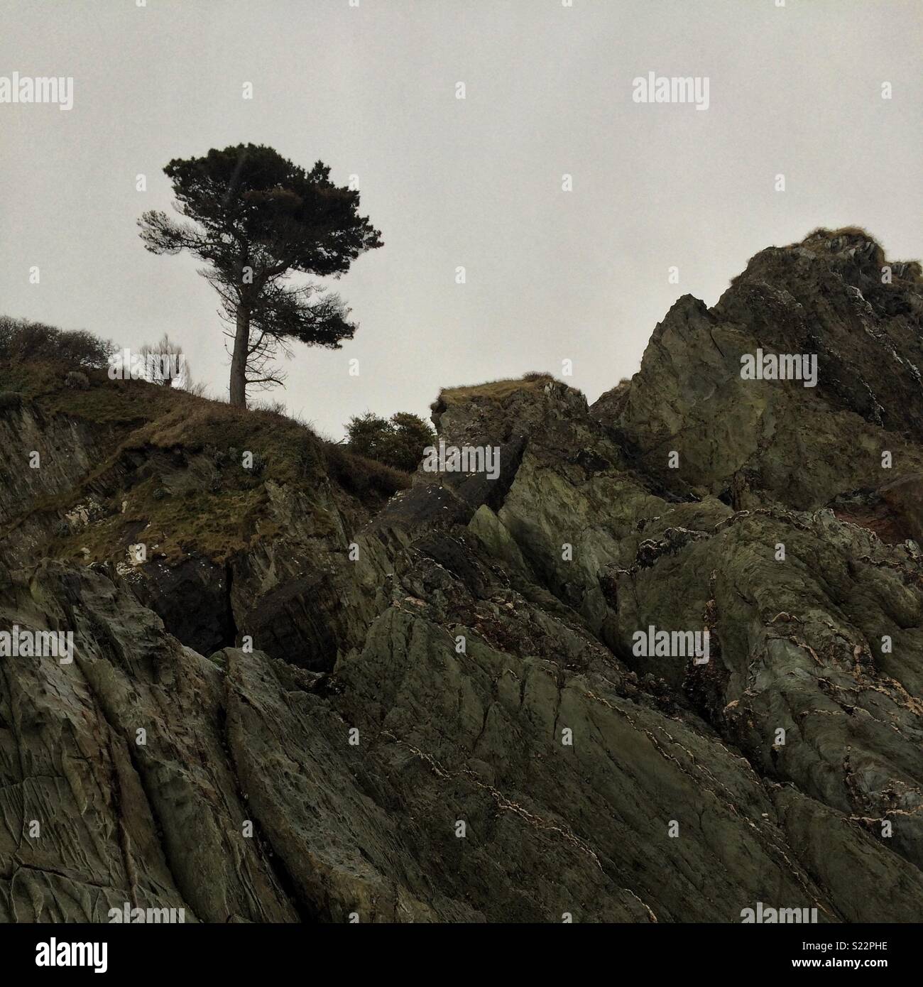 Tree on the cliff hi-res stock photography and images - Alamy