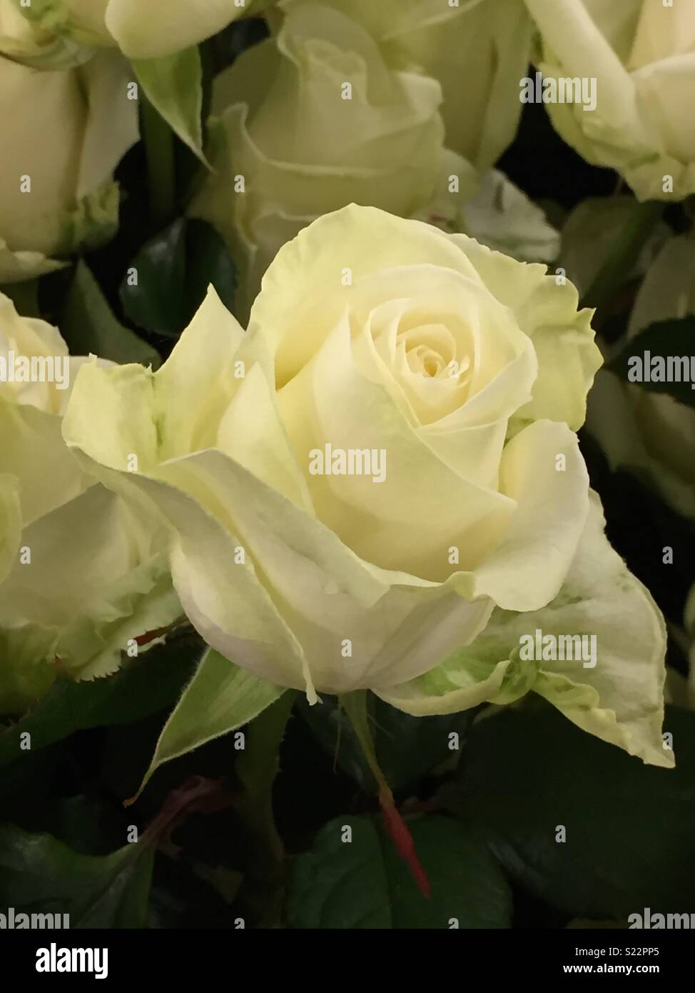 The perfect rose hi-res stock photography and images - Alamy