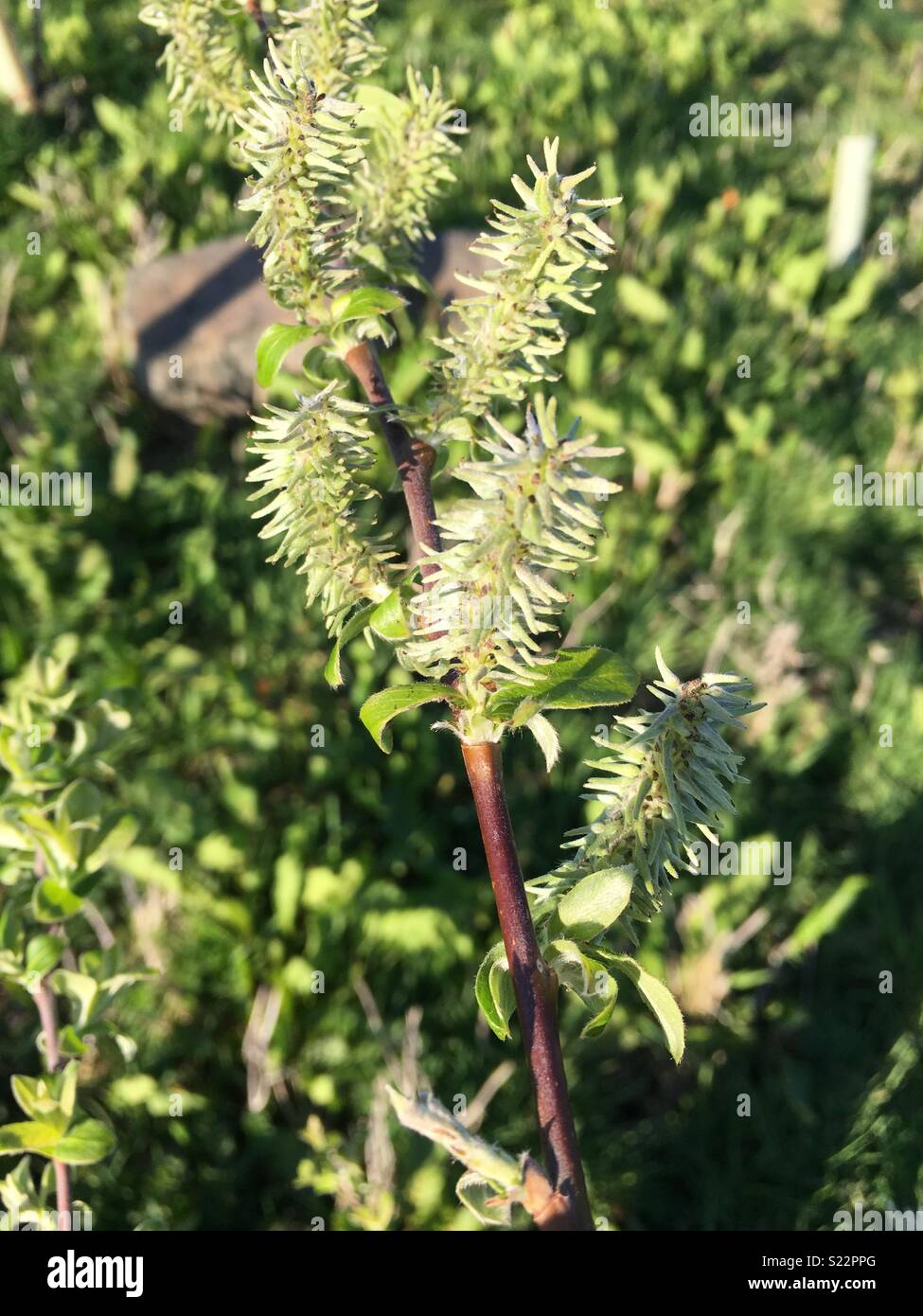 Spring life, tree Stock Photo - Alamy
