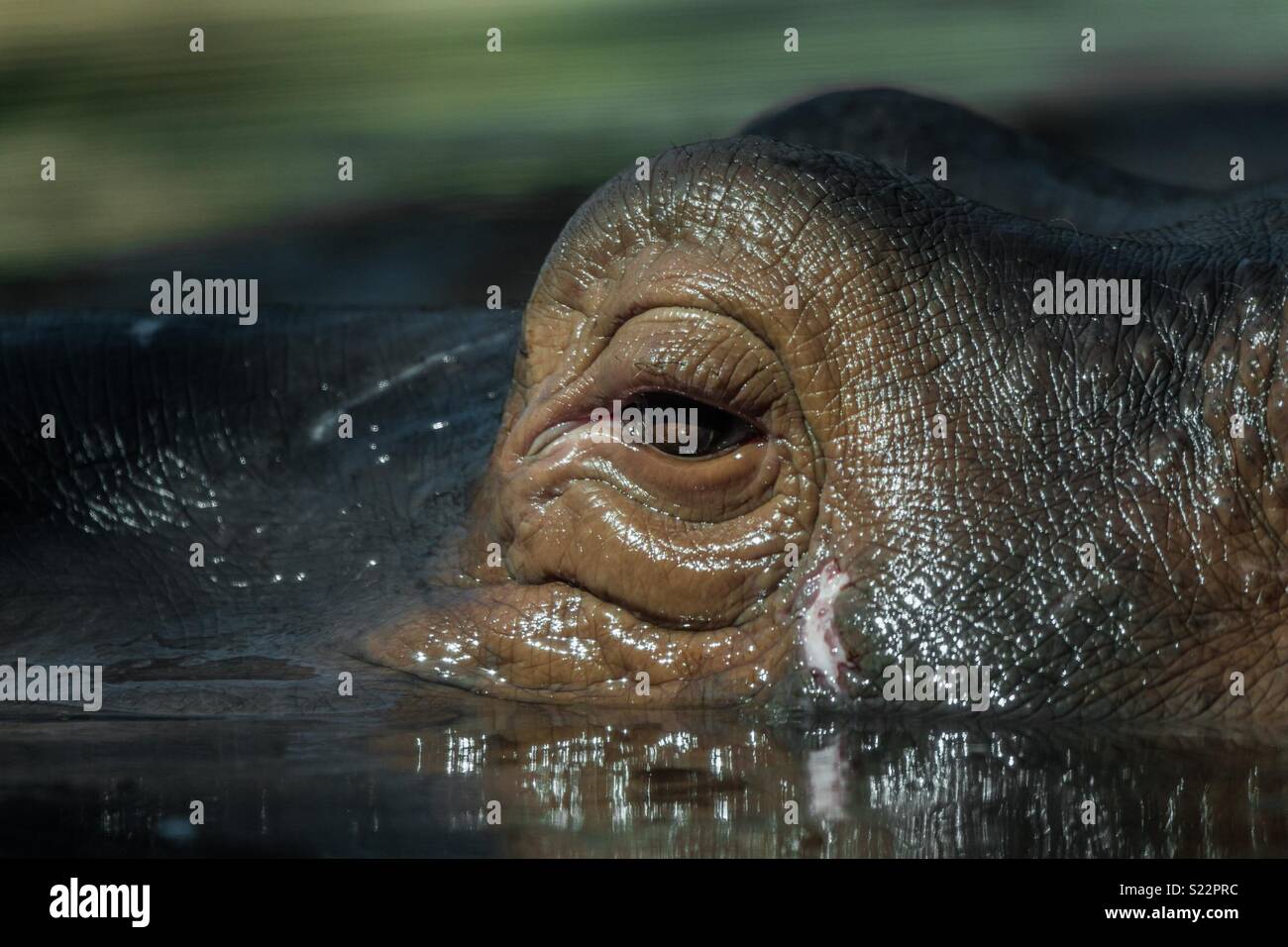 Hippo Eye High Resolution Stock Photography and Images - Alamy