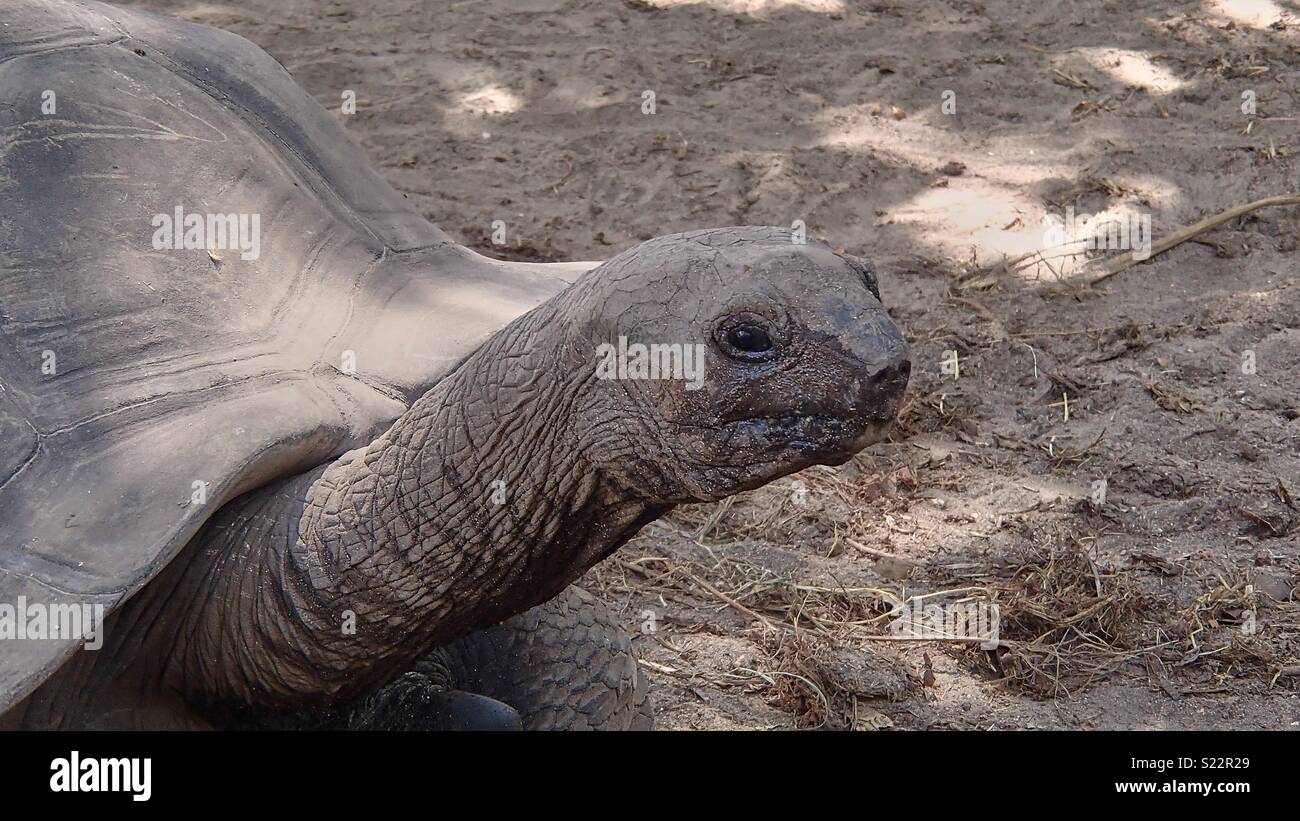 Long neck turtle hi-res stock photography and images - Alamy