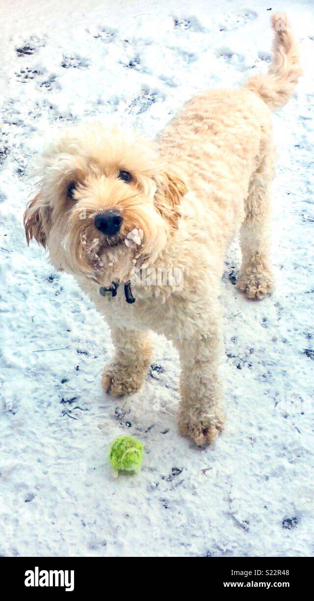 Cockapoo playing in the snow with a tennis ball Stock Photo - Alamy