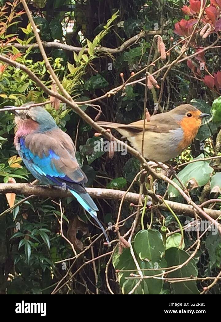 Birds in a bush Stock Photo - Alamy
