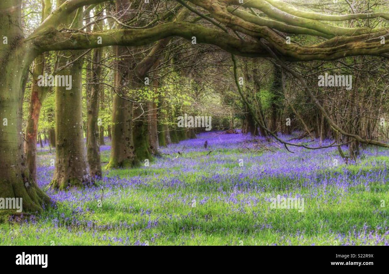 Bluebell wood in the spring in Dorset, England Stock Photo - Alamy