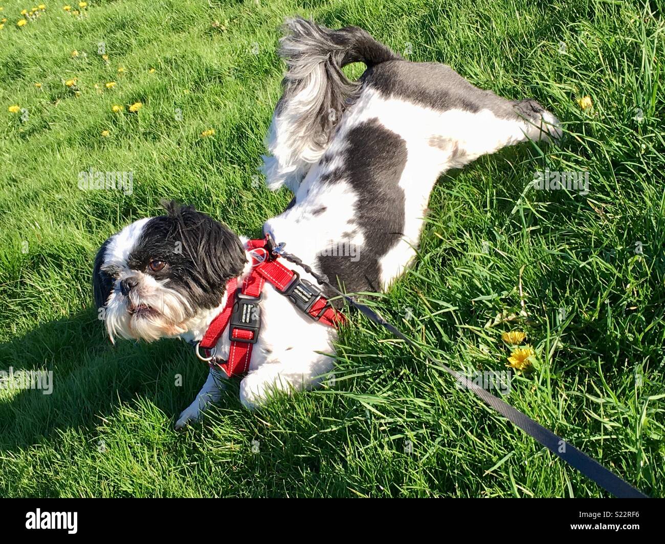 Dixie the dog hi-res stock photography and images - Alamy