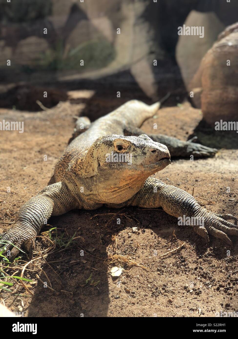 The lizzard hi-res stock photography and images - Alamy