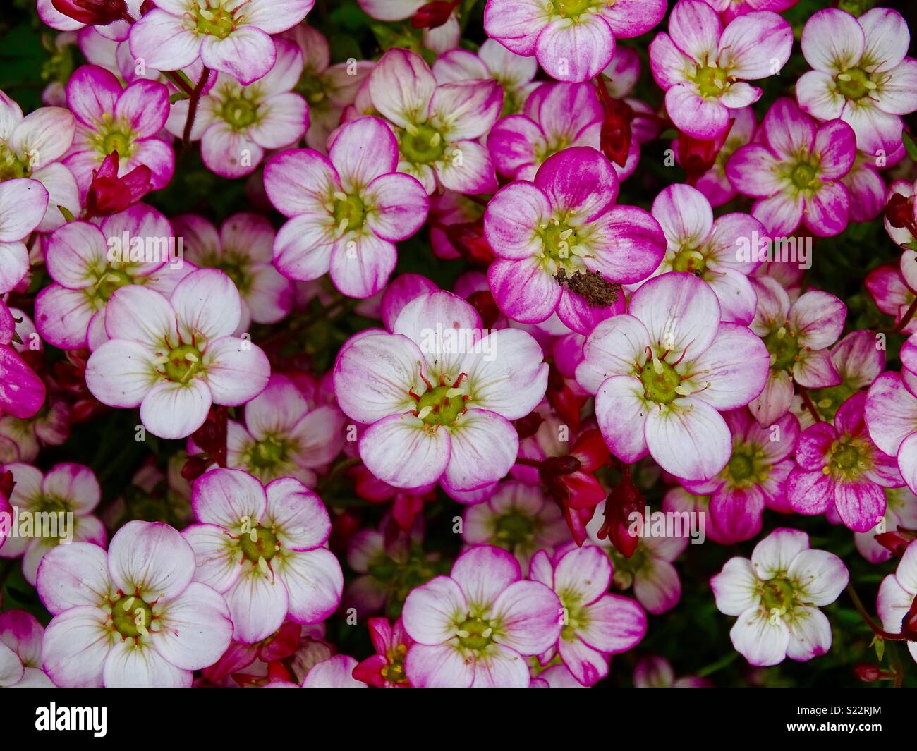 Pink alpine flowers hi-res stock photography and images - Alamy