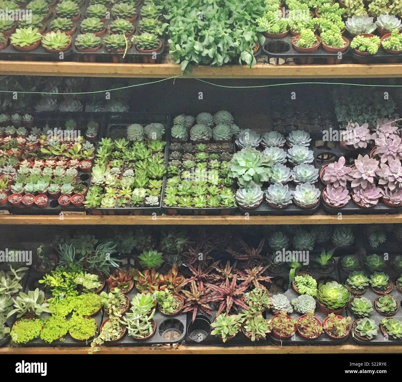 Succulent For Display Stock Photos & Succulent For Display Stock Images ...