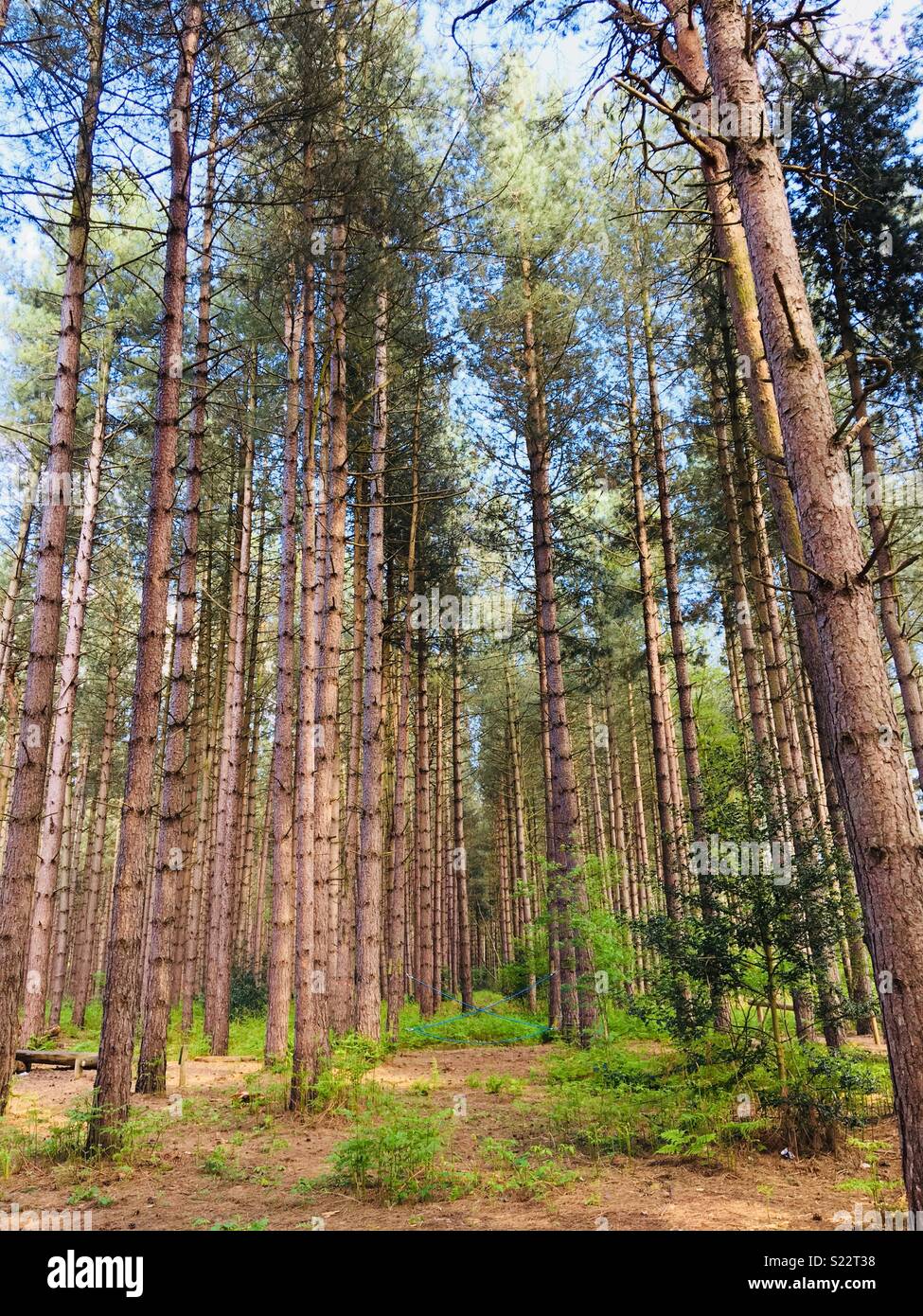 Man made forest hi-res stock photography and images - Alamy