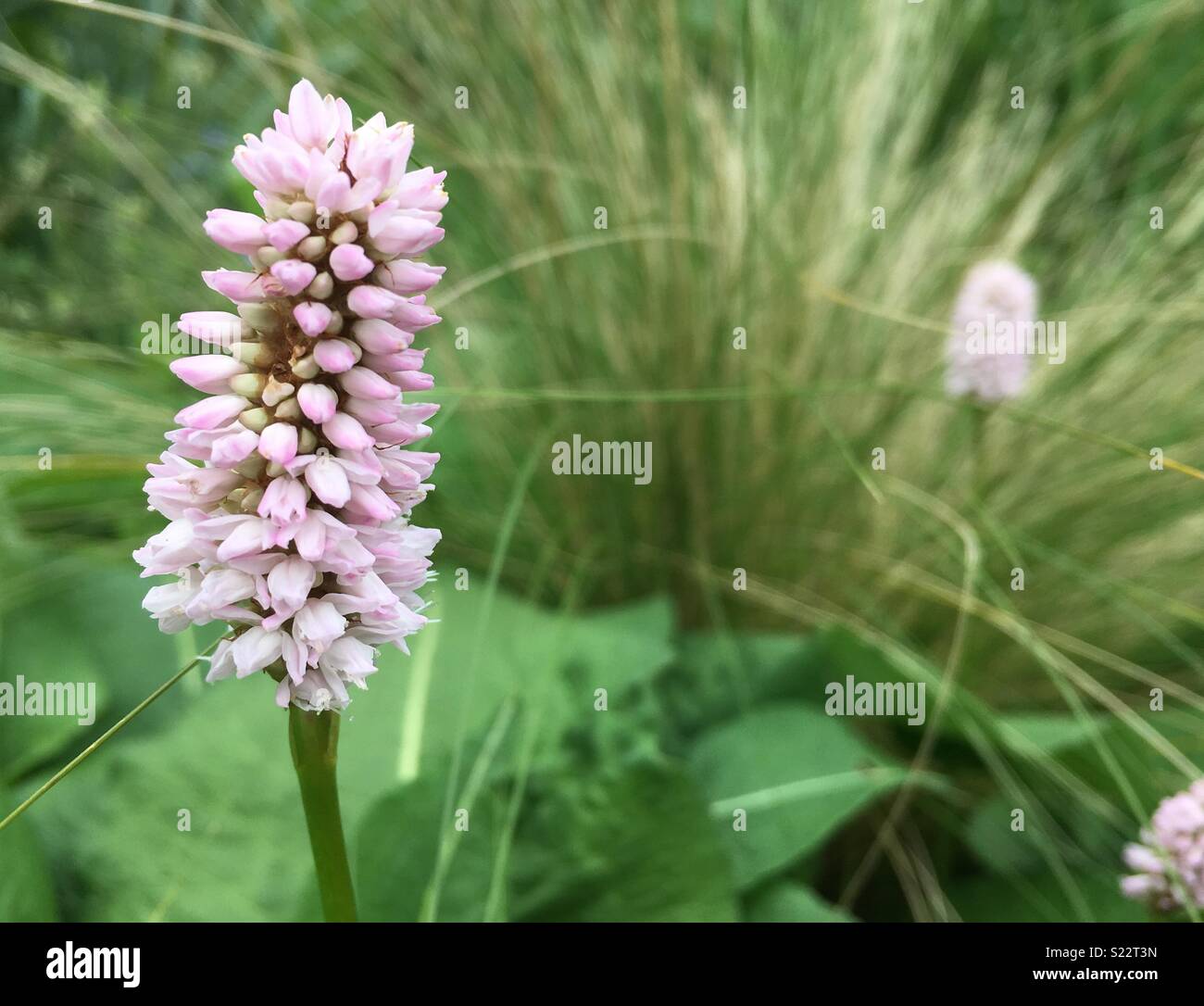 Pink spike hi-res stock photography and images - Alamy