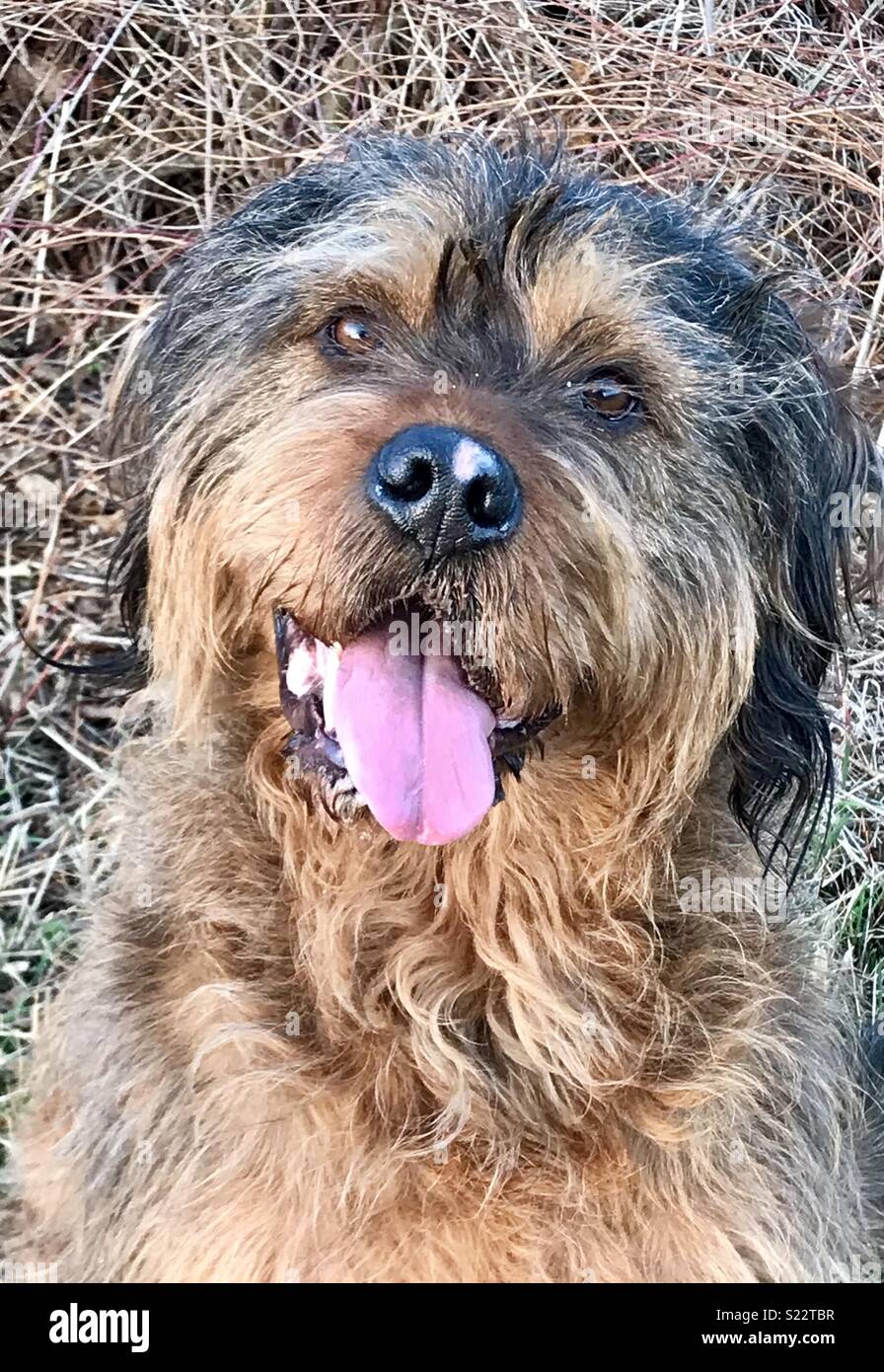 Why Is My Dogs Tongue Red