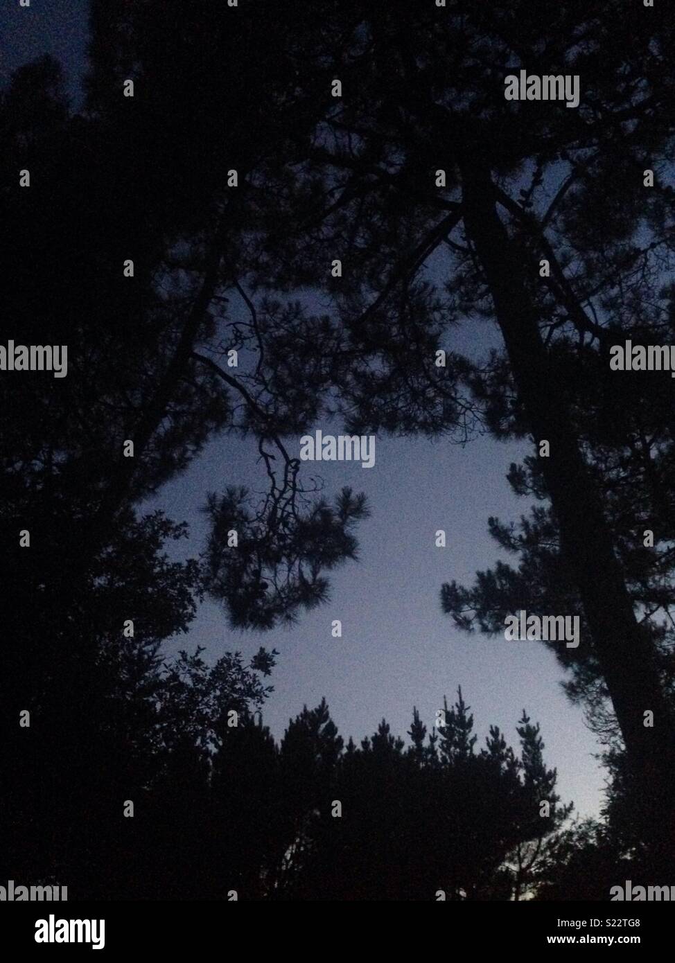 Night time with trees hi-res stock photography and images - Alamy