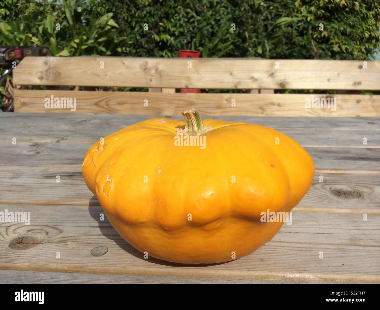 Giant yellow squash Stock Photo - Alamy