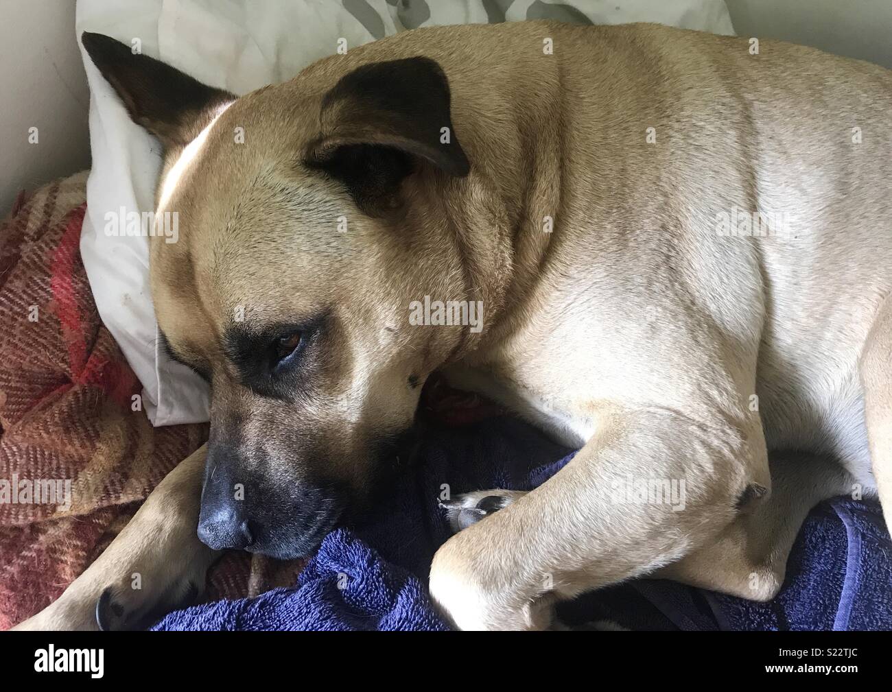 Sad bull hi-res stock photography and images - Alamy