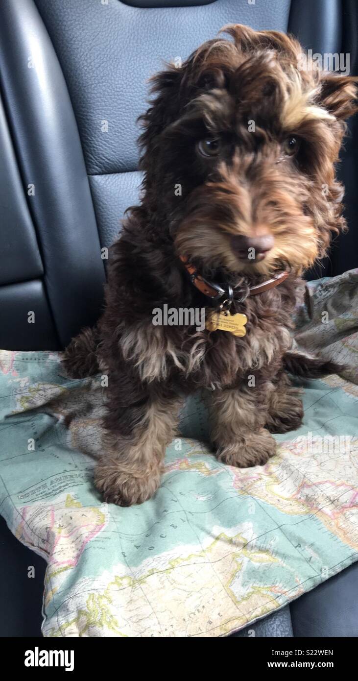 Dog reading map hi-res stock photography and images - Alamy