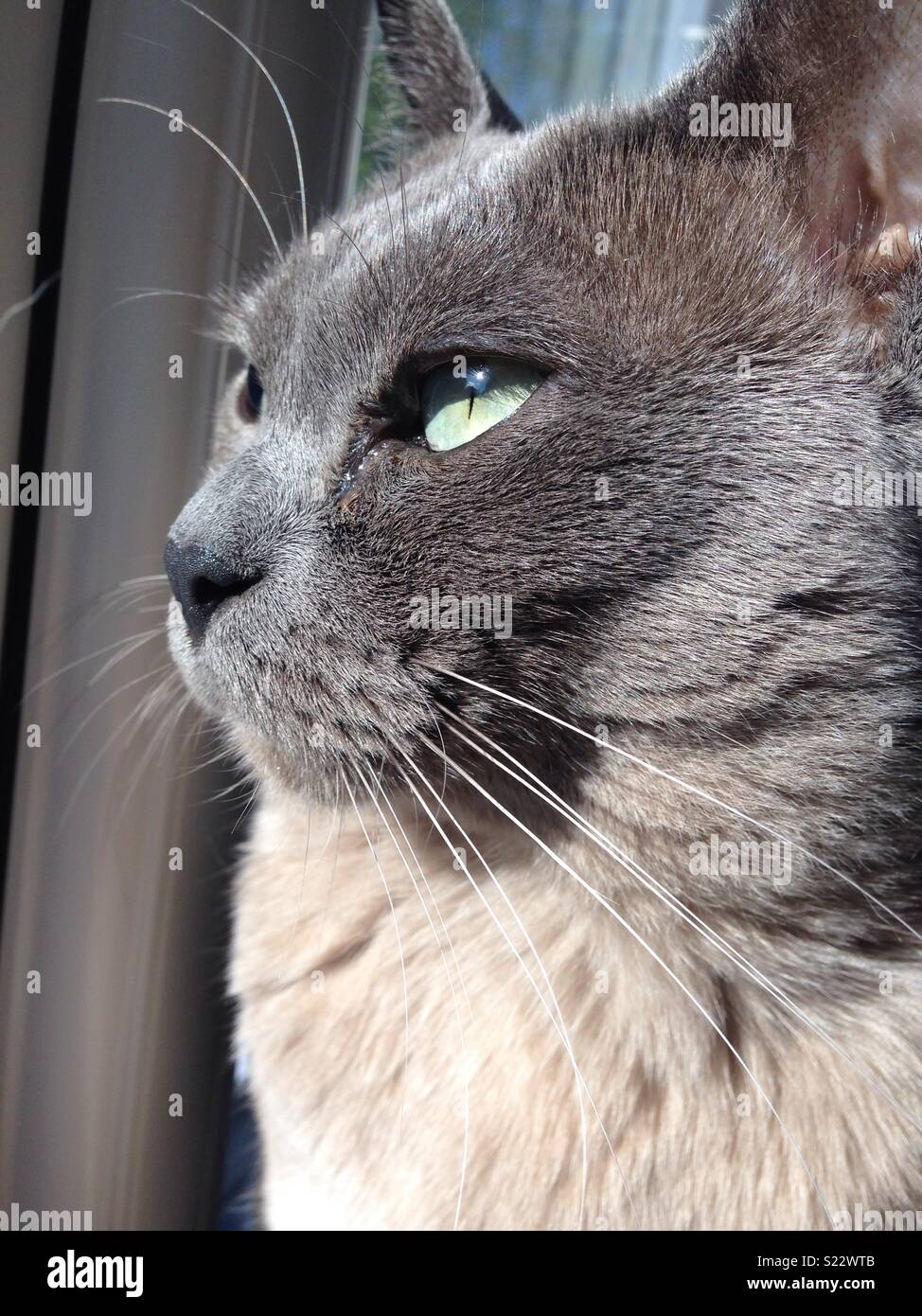 Blue burmese cat hi-res stock photography and images - Alamy