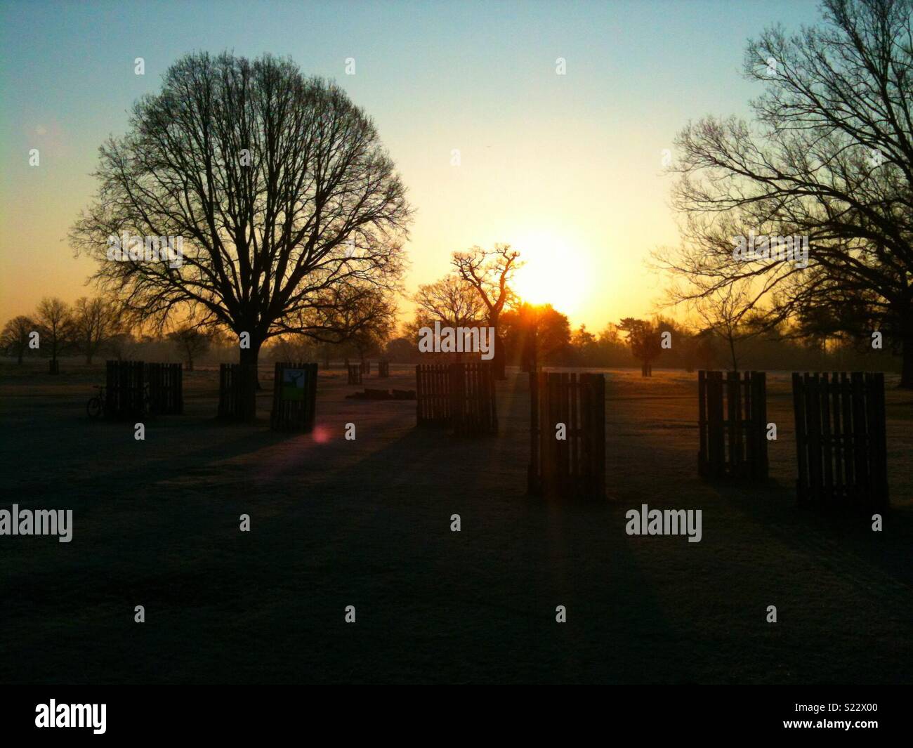 Morning sunrise through trees in London park Stock Photo - Alamy