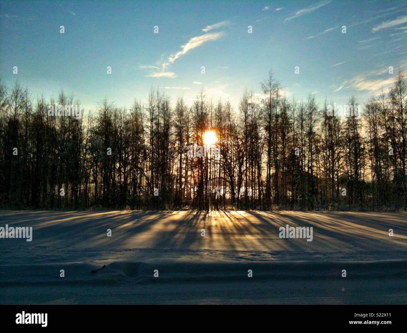 Sun rising behind trees casting long shadows on the snow Stock Photo ...