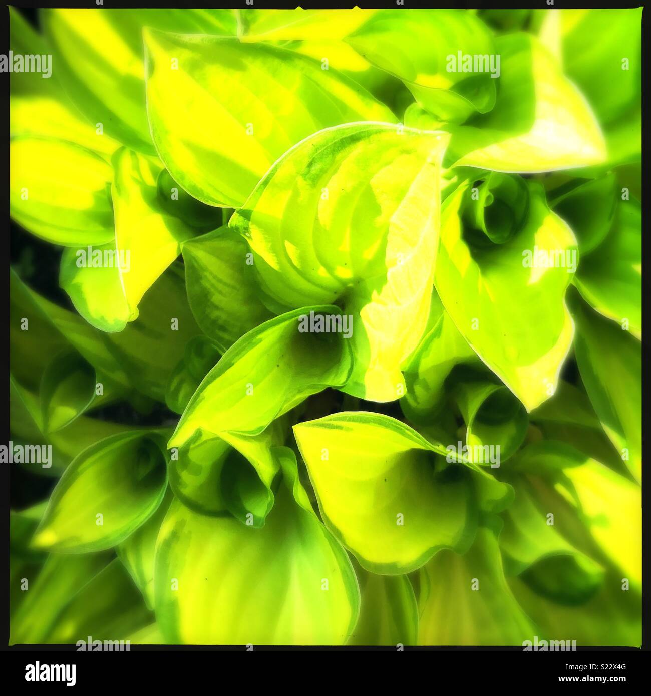Hosta in spring Stock Photo - Alamy