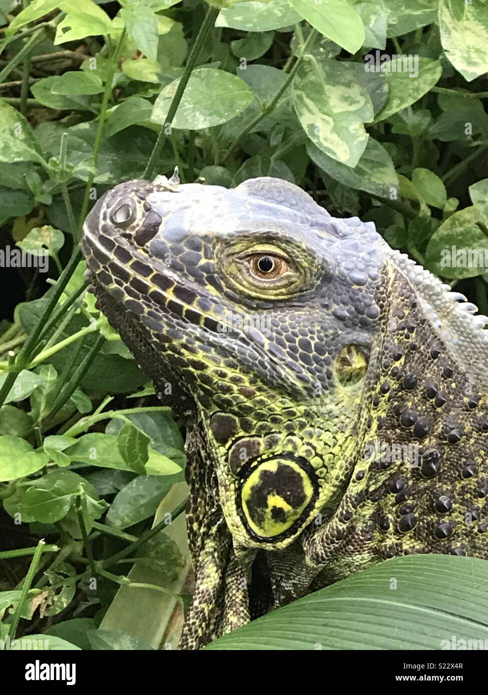 Foliage hiding iguana hi-res stock photography and images - Alamy