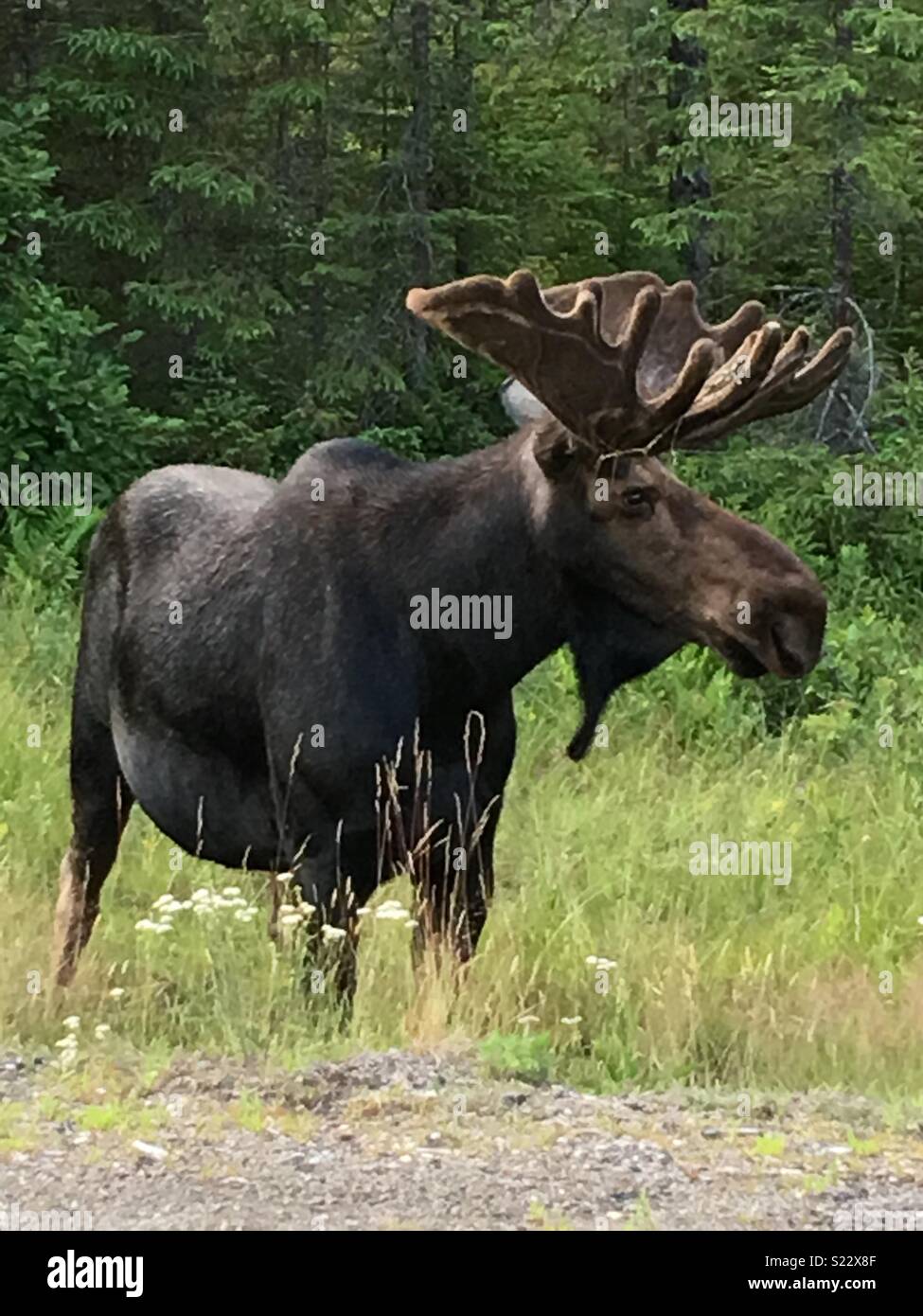 Young bull moose hi-res stock photography and images - Alamy