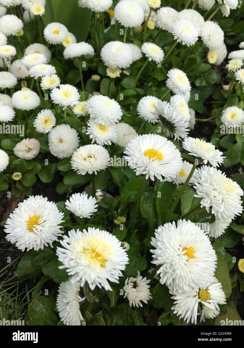Bellis white hi-res stock photography and images - Alamy