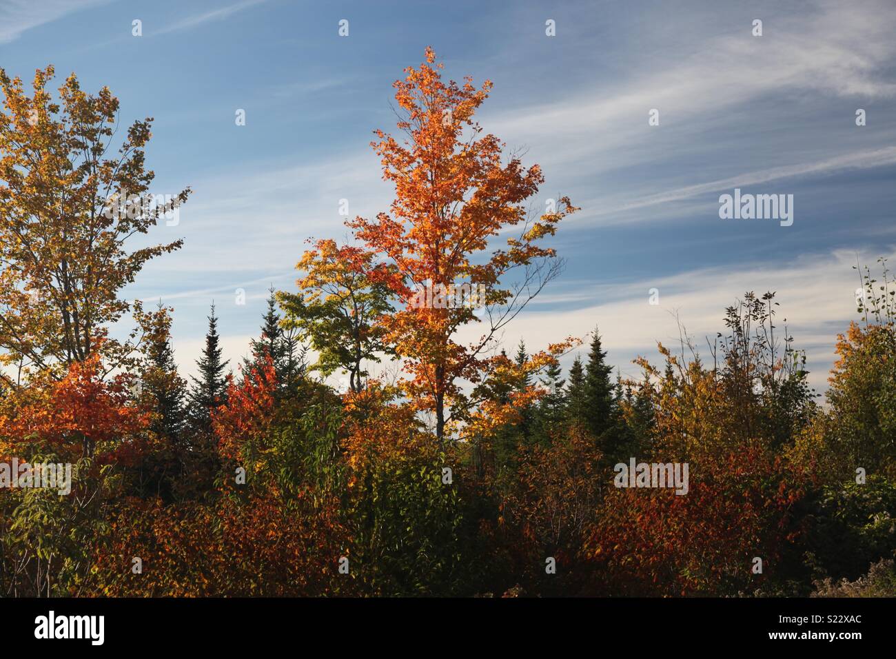 Autumn trees blue sky with clouds Stock Photo - Alamy