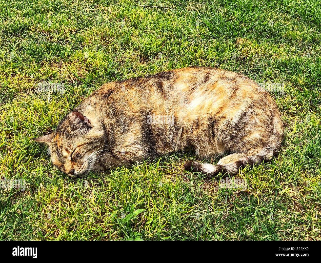 Cat in sunshine hi-res stock photography and images - Alamy
