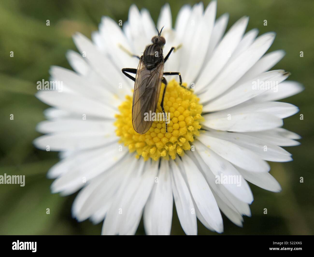 Close up of a common daisy with small fly Stock Photo - Alamy