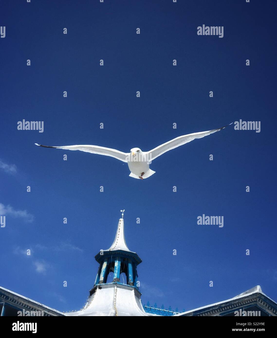 Swooping seagull hi-res stock photography and images - Alamy