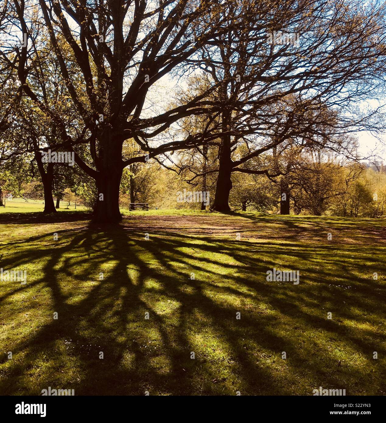 Dramatic trees in shadow Stock Photo - Alamy