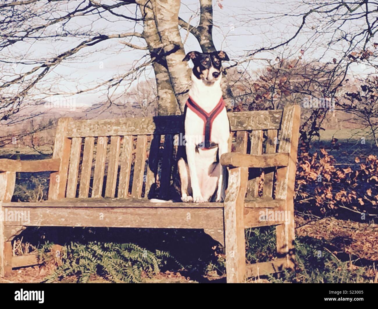Dog on a bench Stock Photo - Alamy