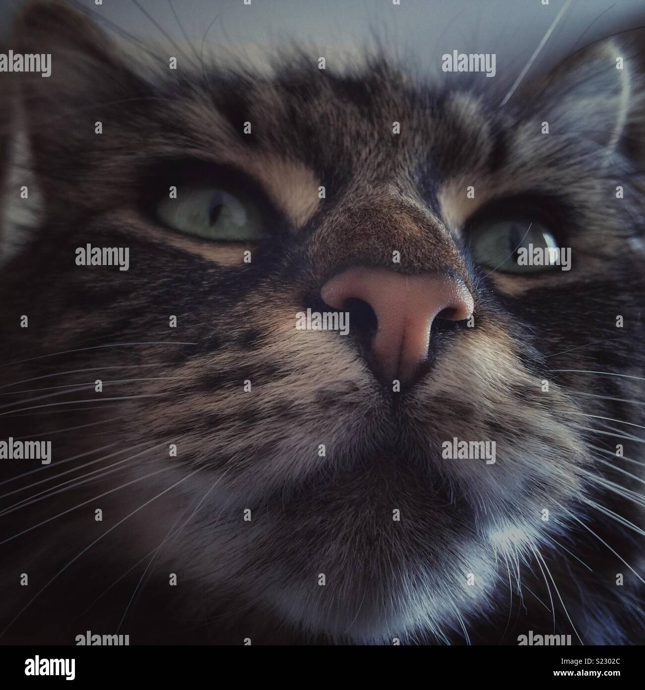 Cat face close hi-res stock photography and images - Alamy