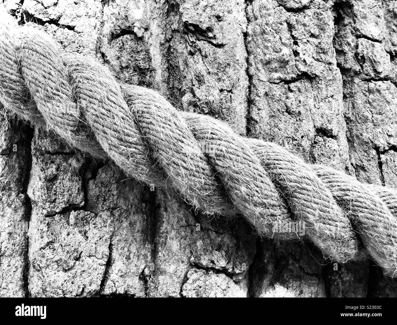 Tree rope Black and White Stock Photos & Images - Alamy