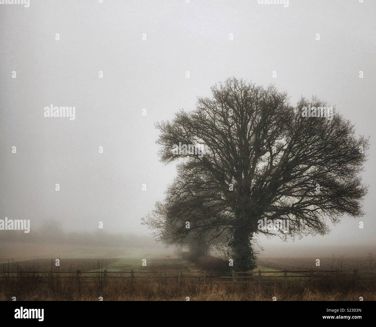 Tree in field in mist Stock Photo - Alamy