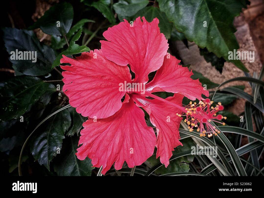 Flower of india hi-res stock photography and images - Alamy