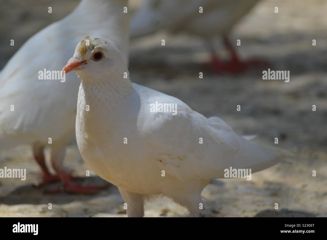 Tame dove hi-res stock photography and images - Alamy
