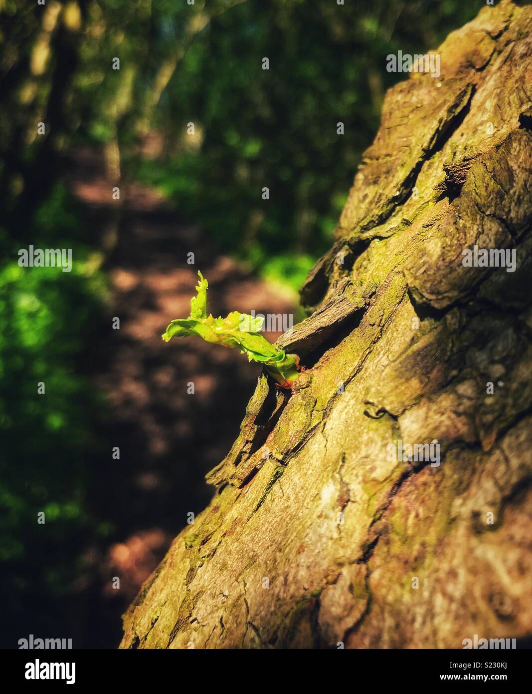 Growth of a tree hi-res stock photography and images - Alamy