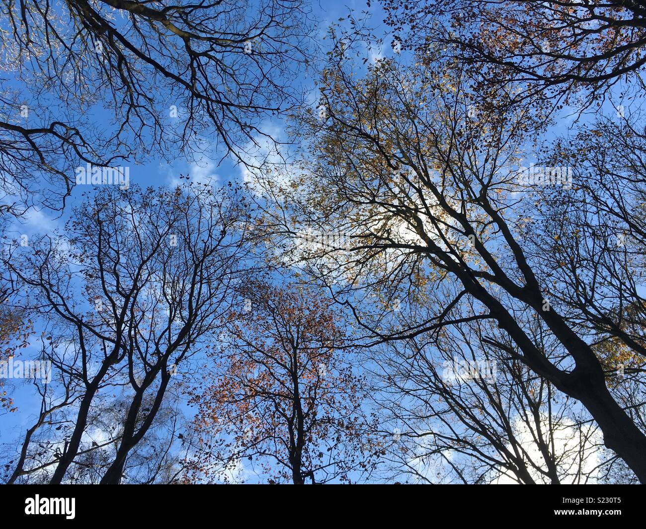 Blue sky through the trees Stock Photo - Alamy