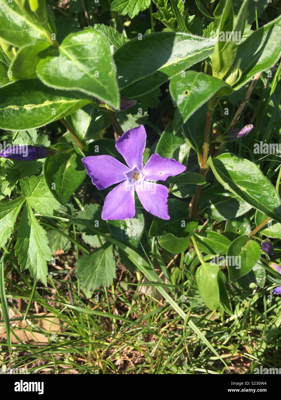 A beautiful Vinka or Periwinkle in the hedge Stock Photo - Alamy