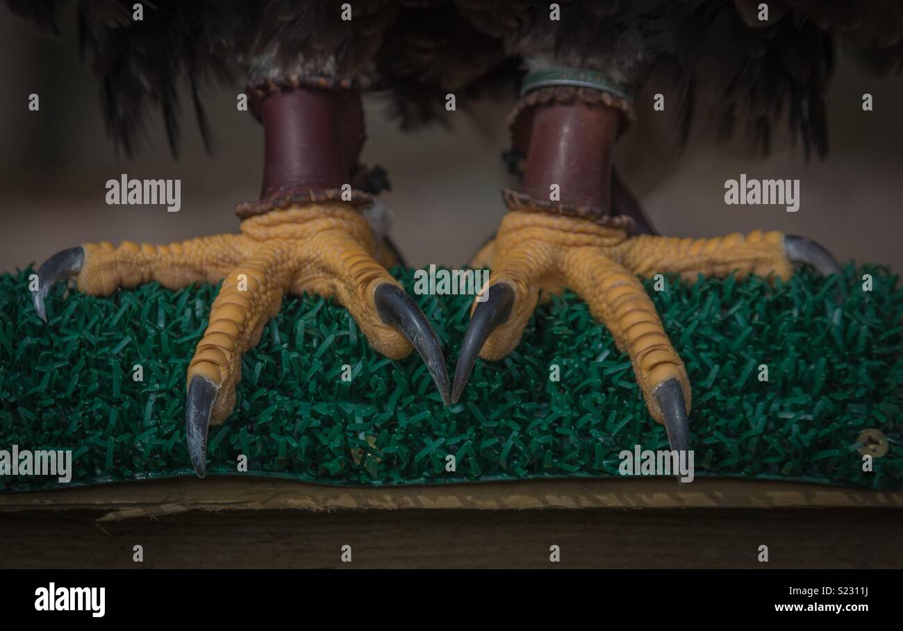 Eagle talons hi-res stock photography and images - Alamy