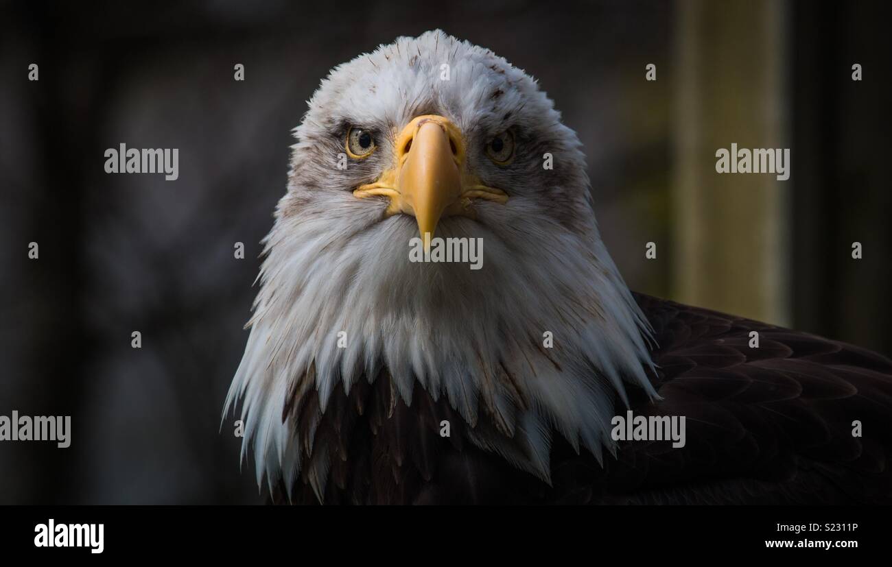 Eagle eyes hi-res stock photography and images - Alamy