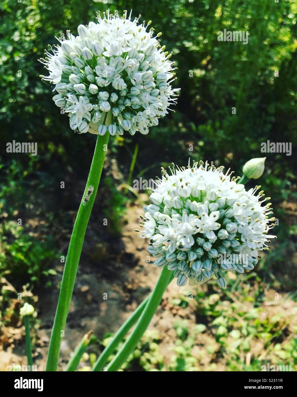 This is the onion seeds plan in my farm than after use in farm. Use the ...