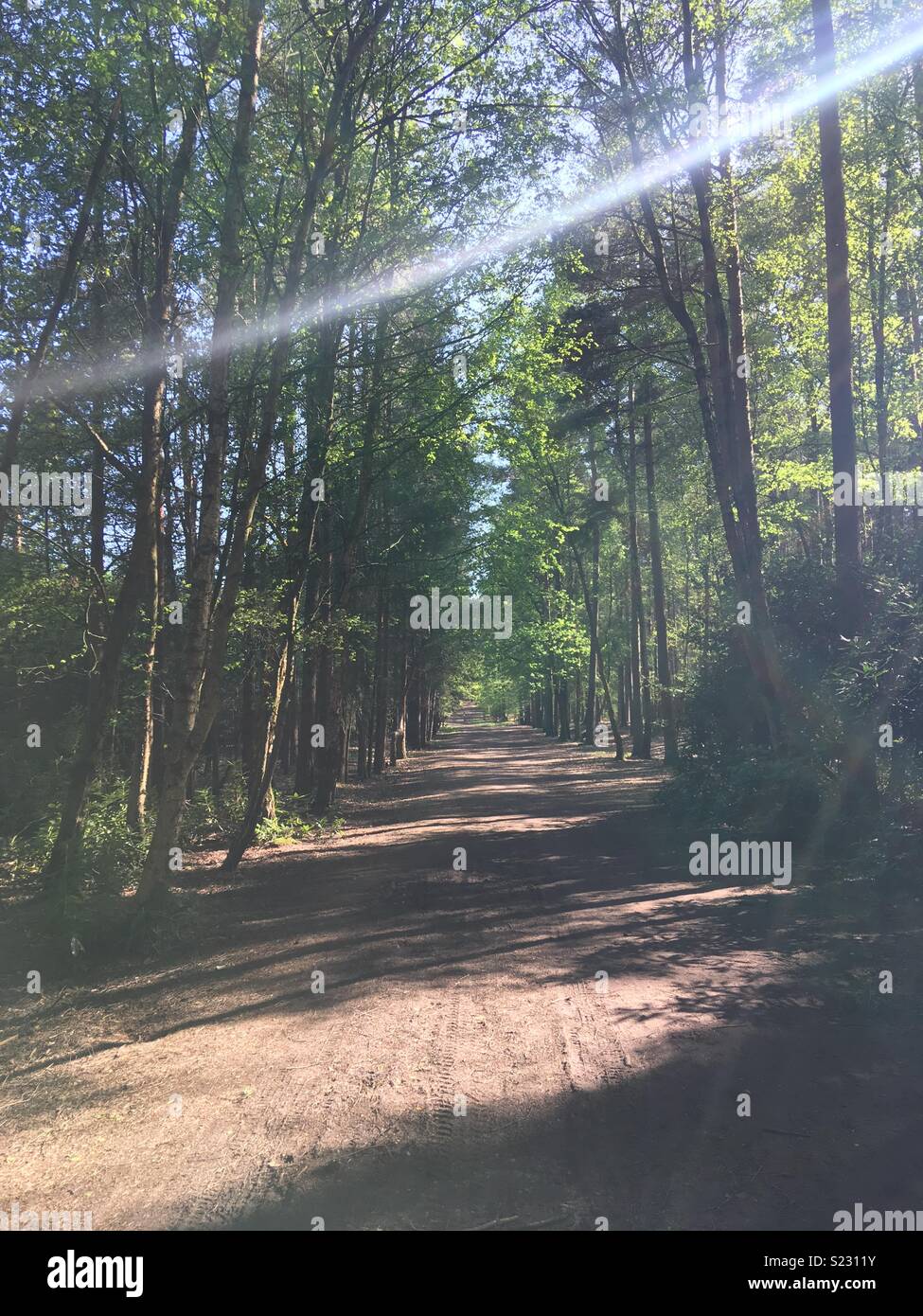 Swinley Forest Stock Photos & Swinley Forest Stock Images - Alamy