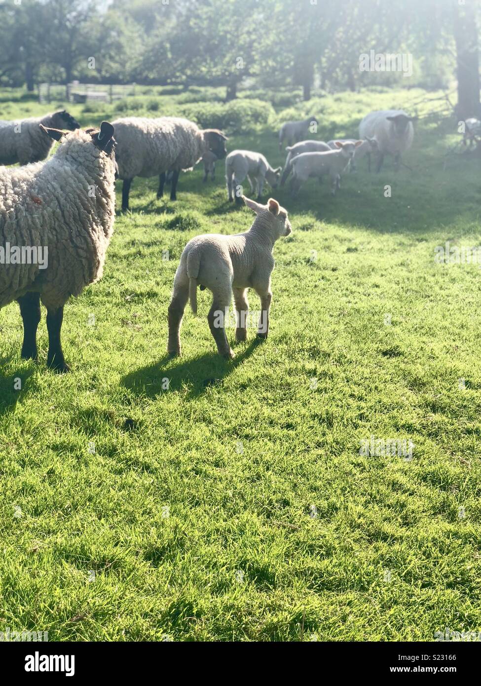Lambs & sheep in country field Stock Photo - Alamy